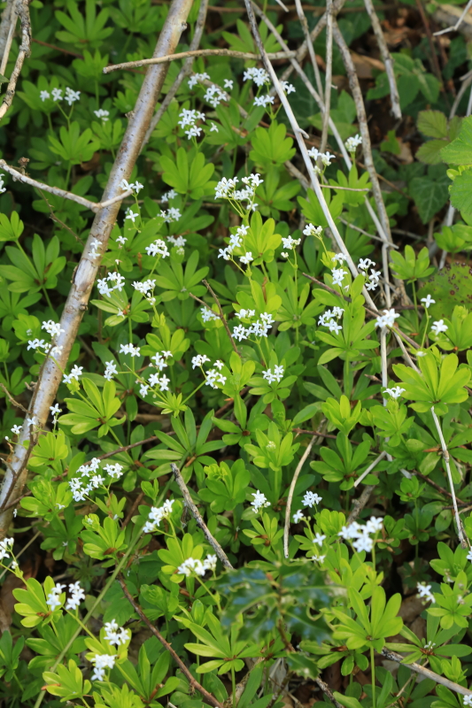 Woodruff4 – Woodland Wild flowers