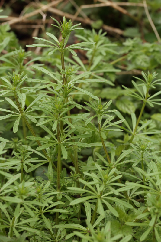 Cleavers – Woodland Wild flowers