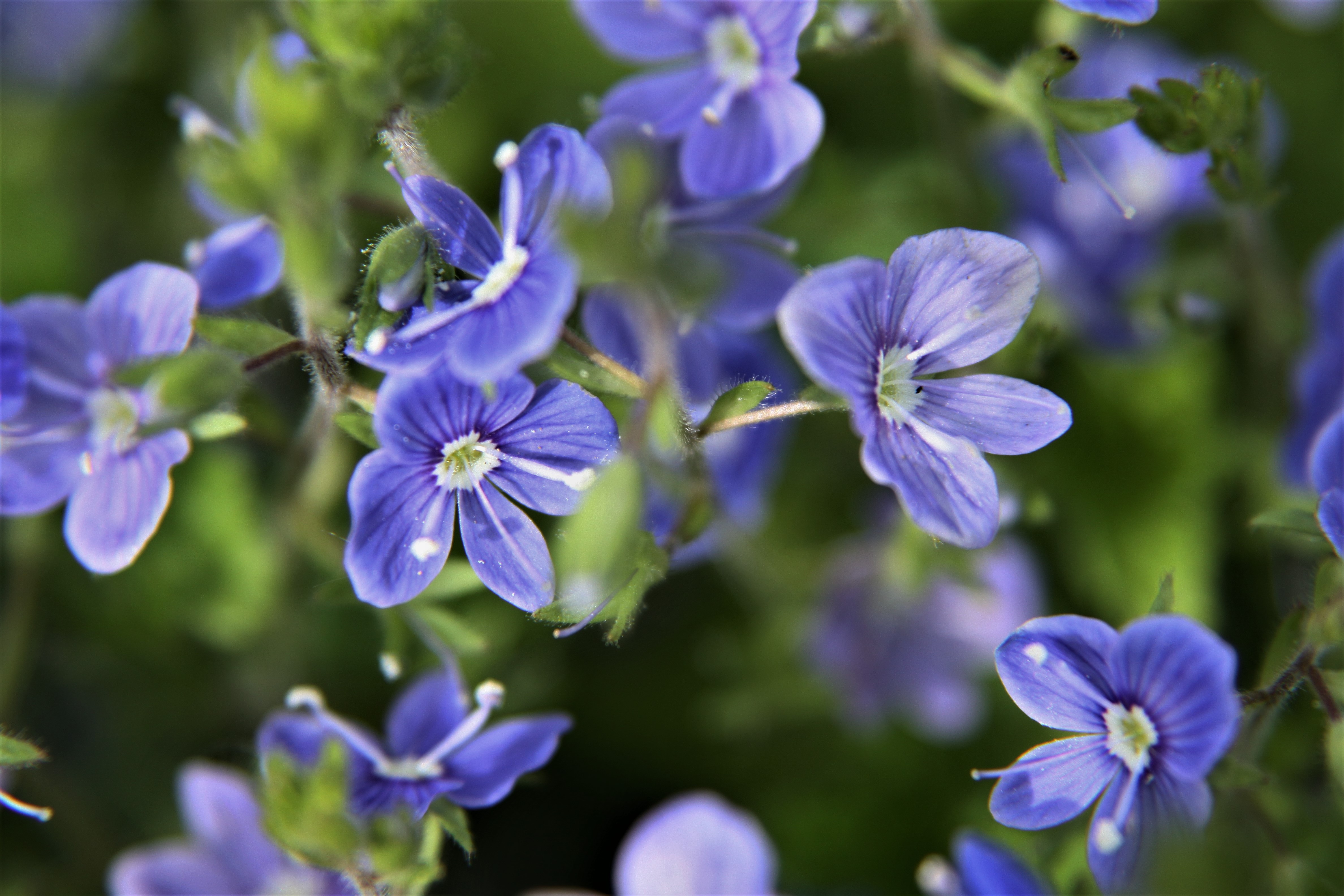 Germander Speedwell (2) – Woodland Wild flowers