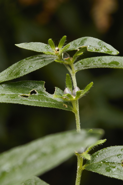 Common Gromwell6 – Woodland Wild flowers