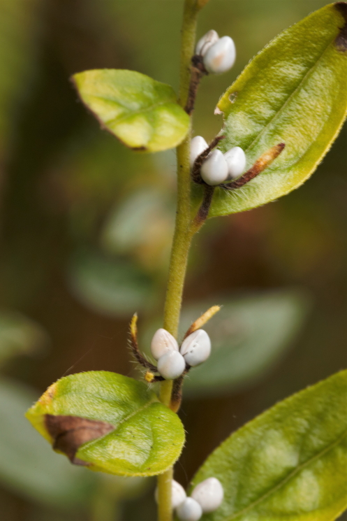 Common Gromwell8 – Woodland Wild flowers
