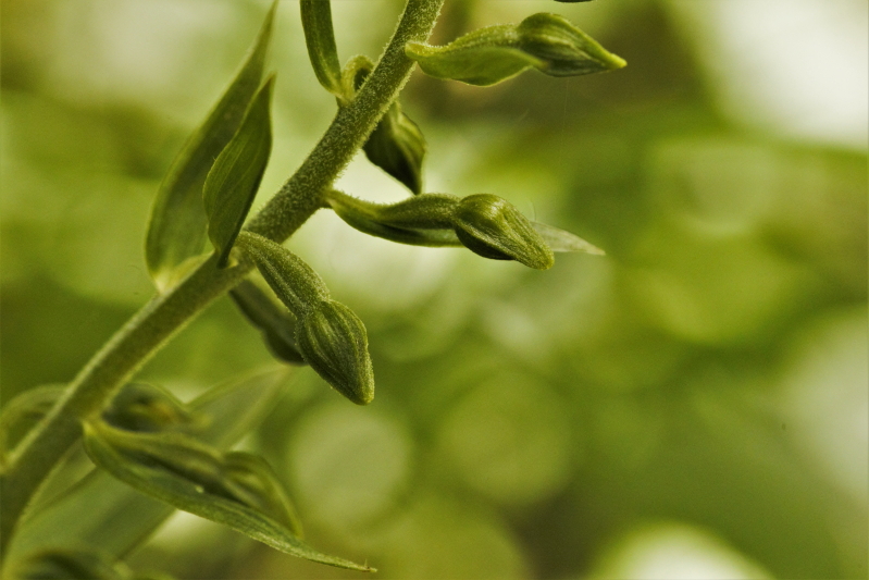 Green Flowered Helleborine3 – Woodland Wild flowers