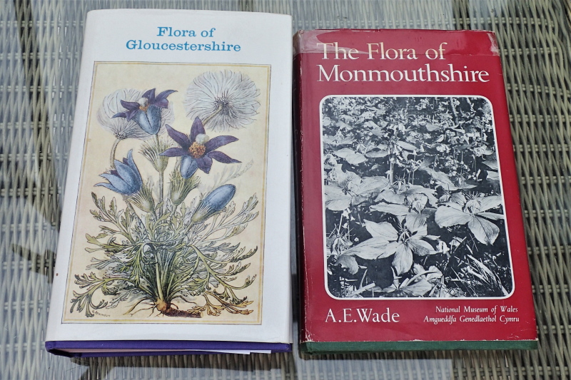 Hunting for wildflowers. – Woodland Wild flowers