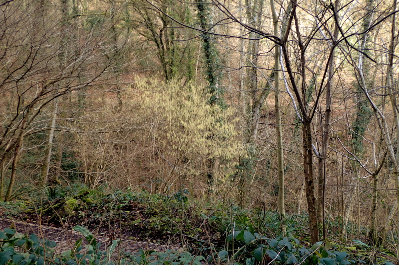 Manor Wood. – Woodland Wild flowers